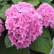 Hydrangea macrophylla 'Perfection'
