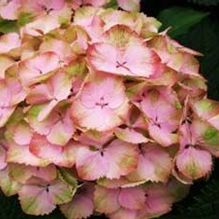 Hydrangea macrophylla 'Everlasting Harmony'