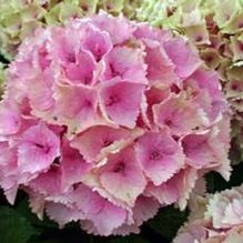 Hydrangea macrophylla 'Everlasting Ocean'