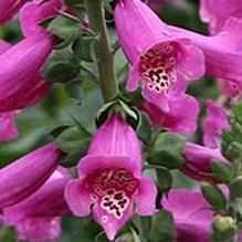 Digitalis purpurea 'Dalmation Purple'