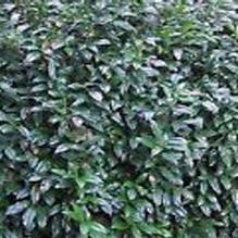 Prunus 'Chestnut Hill'