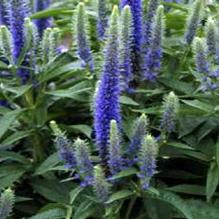 Veronica 'Blue Bouquet'