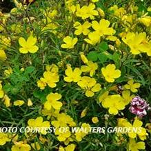Oenothera 'Lemon Drop'