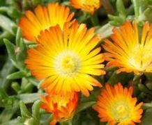 Delosperma 'Orange Wonder'