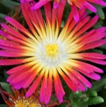 Delosperma 'Hot Pink Wonder'