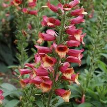 Digitalis 'Ruby Glow'