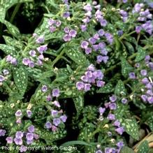 Pulmonaria 'Mrs Moon'