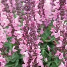 PERENNIALS from The Ivy Farm
