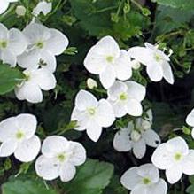 Veronica 'Whitewater'