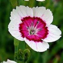 Dianthus 'Arctic Fire'