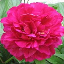 Paeonia 'Red Magic'